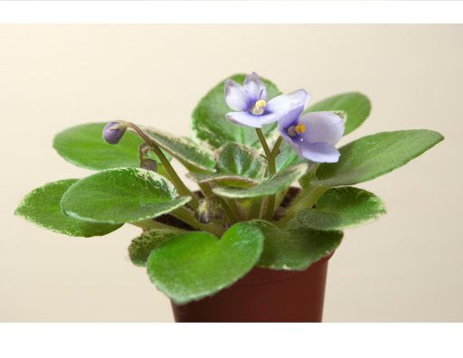 6 Signs Your African Violet Is Dying and How to Revive It