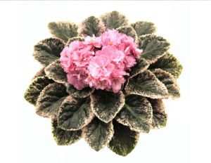 6 Signs Your African Violet Is Dying and How to Revive It
