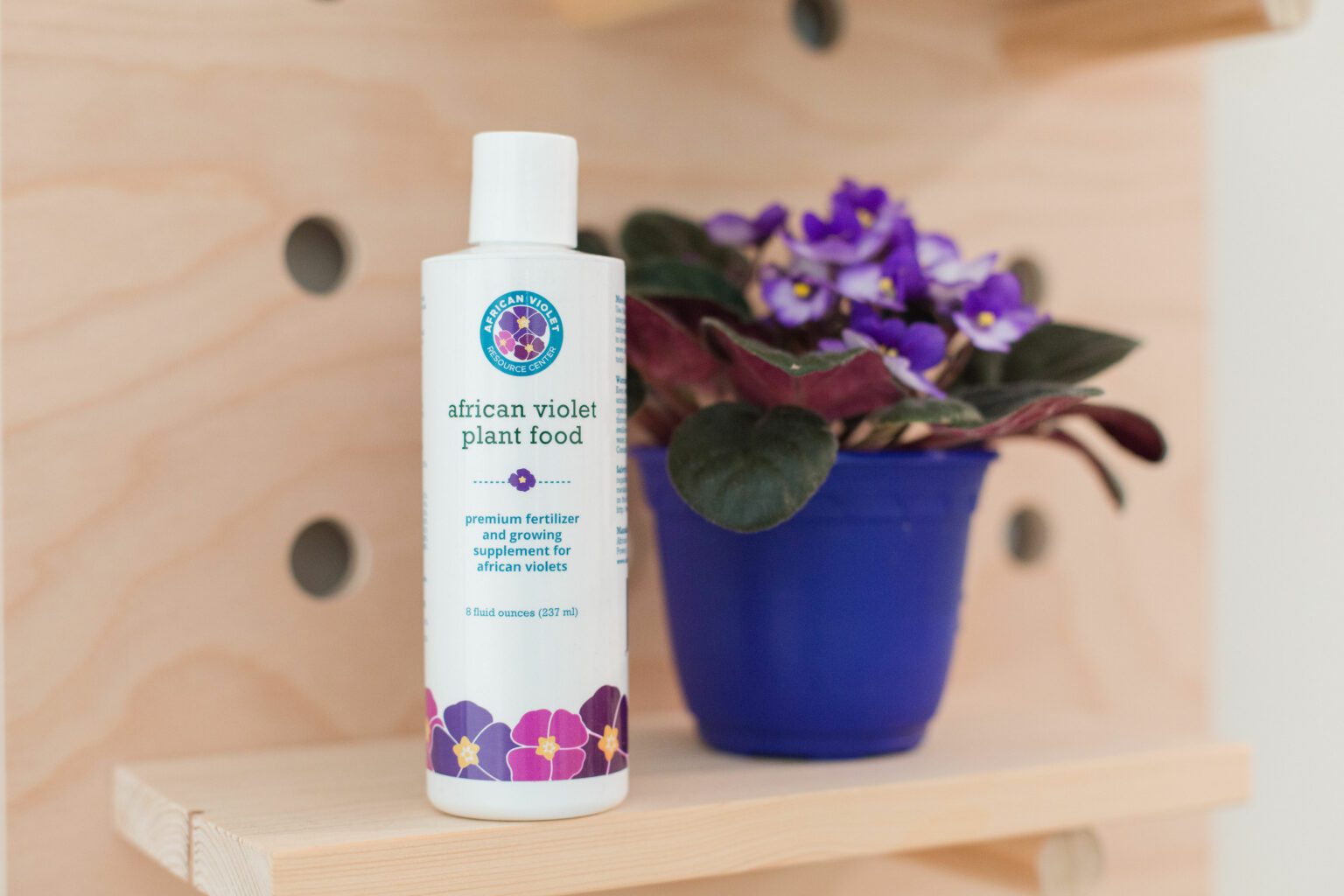 8 Tricks to Get Your African Violet to Bloom Again - AVRC