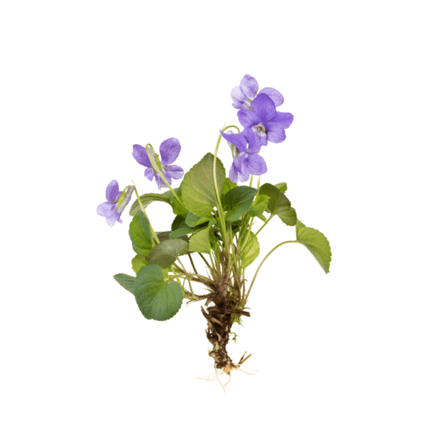 8 Tricks to Get Your African Violet to Bloom Again - AVRC