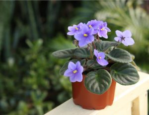 6 Steps to Master African Violet Repotting