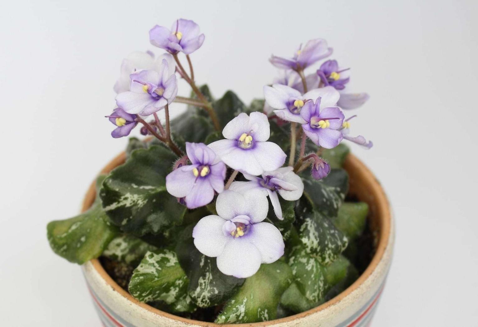 African Violet With Droopy Leaves: 3 Common Causes (and Cures!)
