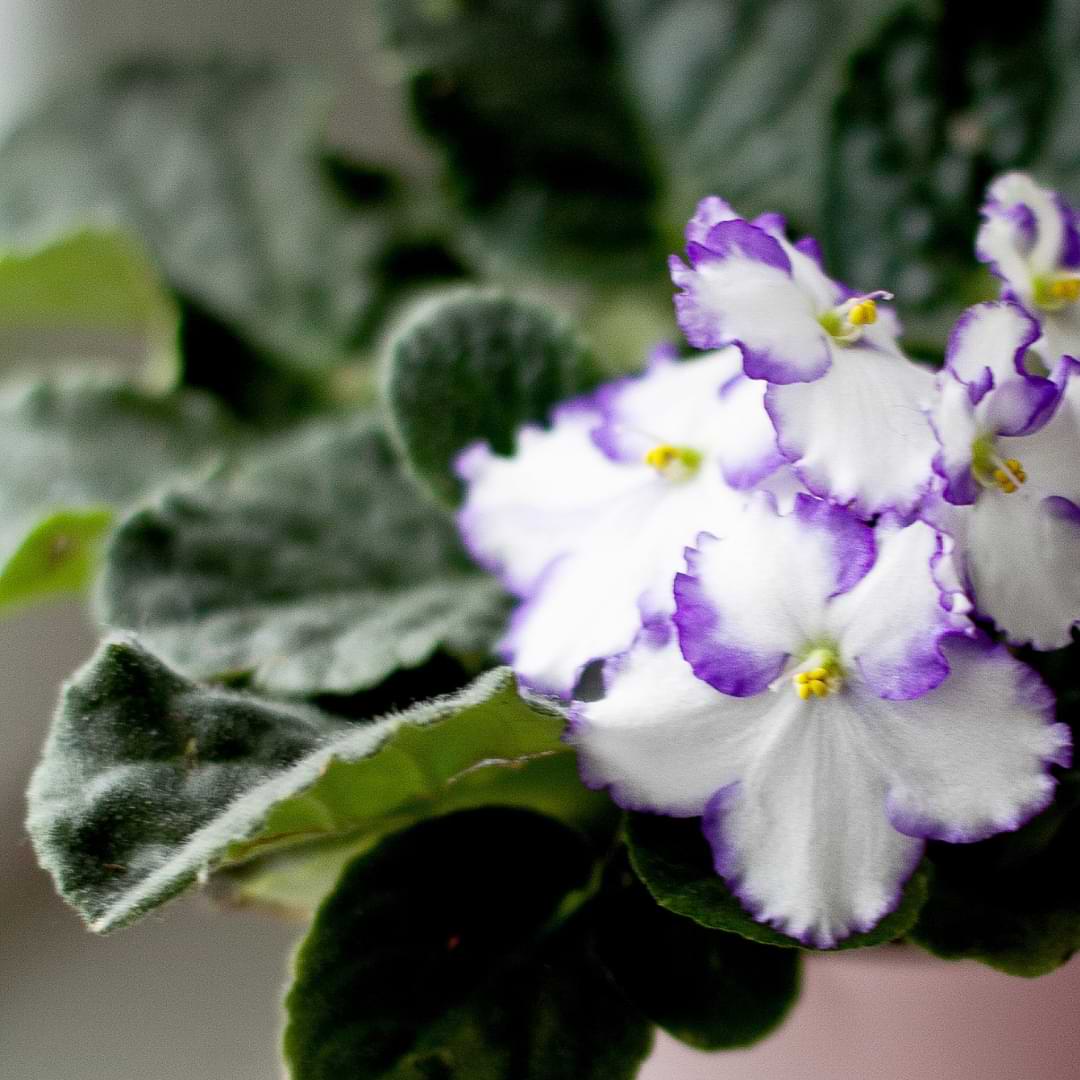 6 Common African Violet Leaf Problems and How to Fix Them