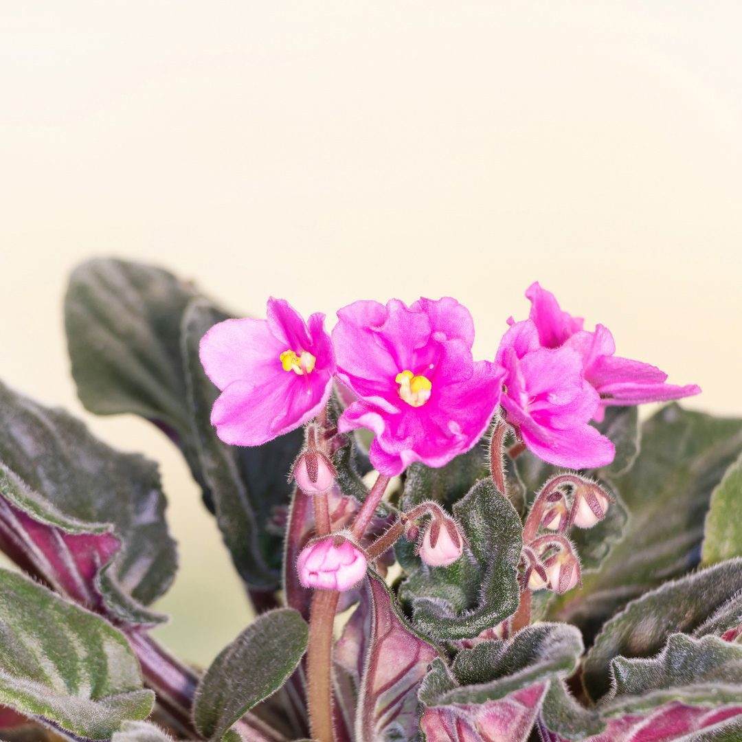 How to Care for African Violets | Grow Guide