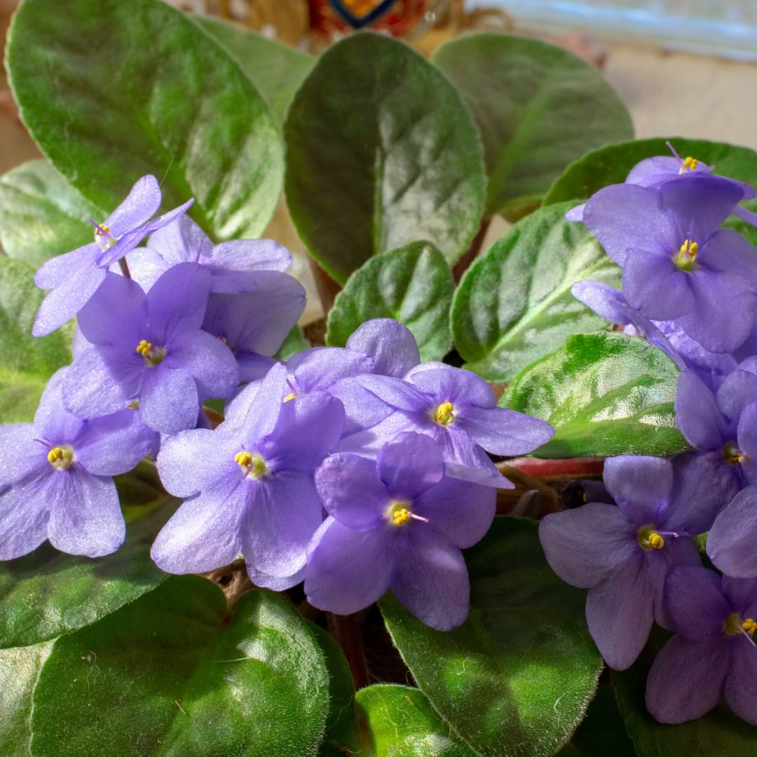 African Violet Basics | African Violet Resource Center