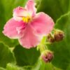 African Violet Diseases and Pests | Symptoms and Treatment