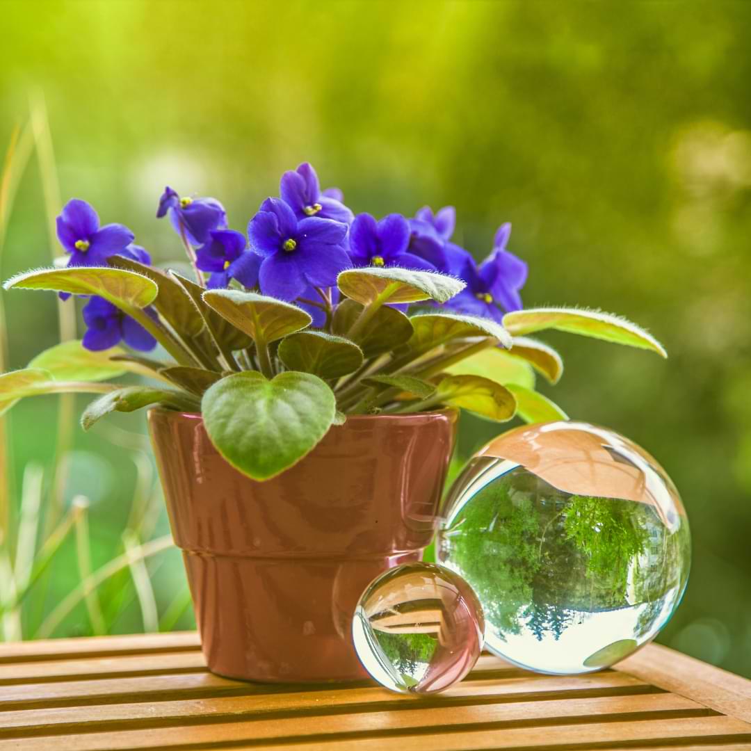 Best African Violet Plant Stands and Pots