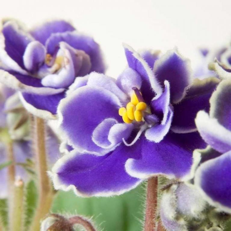 How to Grow Trailing African Violets