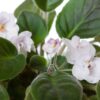 How to Fix African Violet Root Rot | African Violet Resource Center