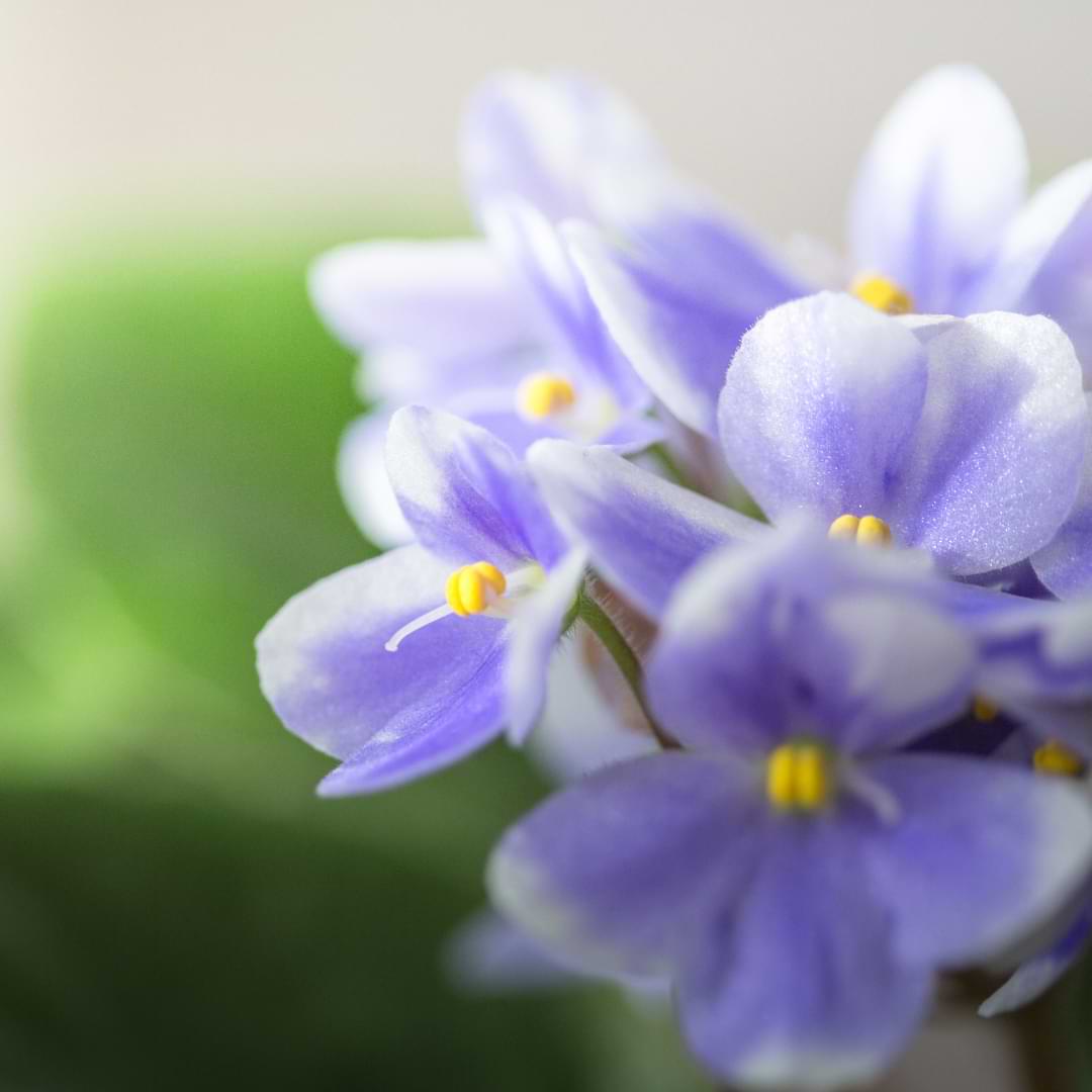 Can African Violets Get Too Much Light