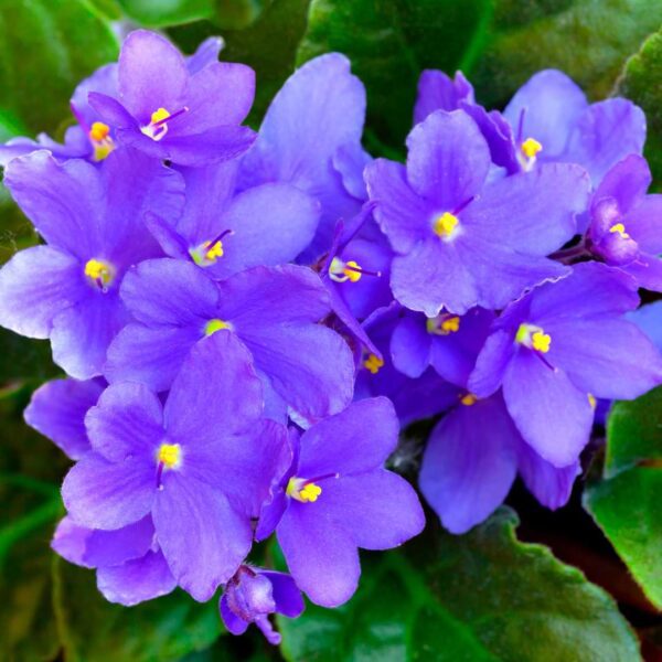 17 Types of Blue African Violets | African Violet Resource Center