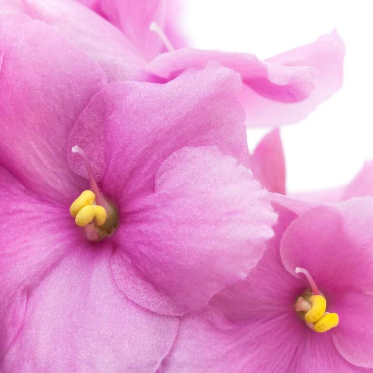 The African Violet Ultimate Guide - Everything You Need to Know