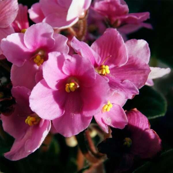 9 Types of Pink African Violets | African Violet Resource Center
