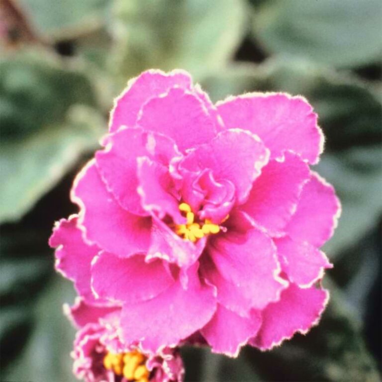 Growing Russian African Violets | Care Guide