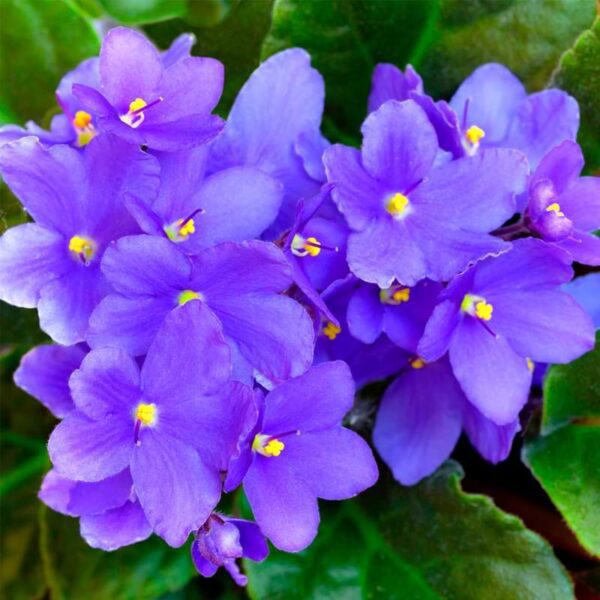 The African Violet Ultimate Guide - Everything You Need to Know