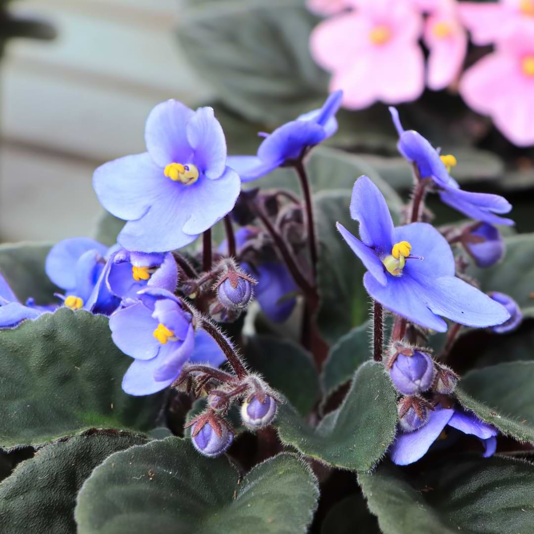 7 Simple Steps on How to Hybridize African Violets