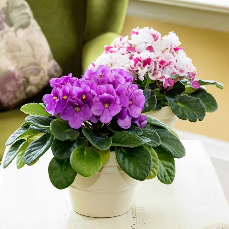 Do African Violets Like Humidity? | African Violet Resource